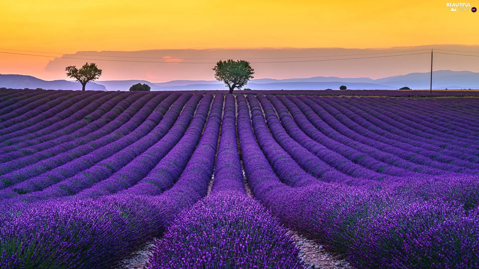 Lavender Trees France Viewes Provence Field Sunrise Valensole Lavender Trees France Viewes Provence Field Sunrise Valensole